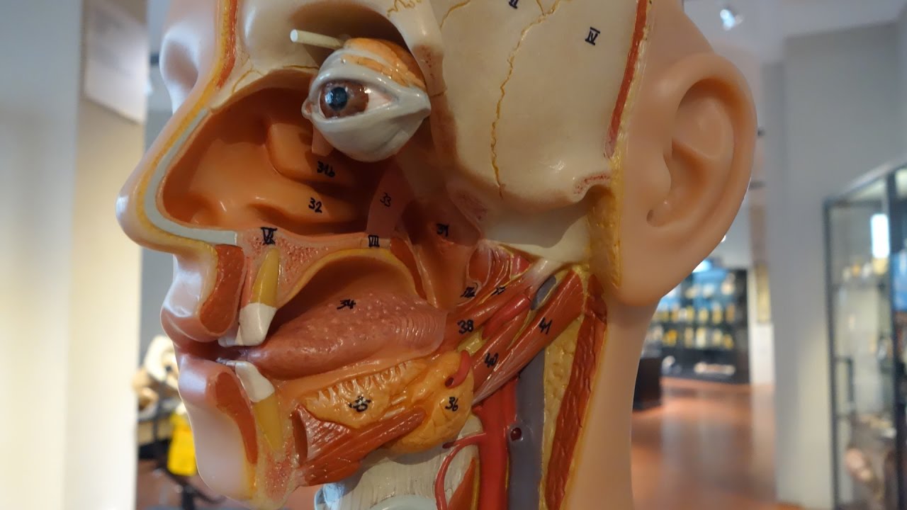 Mund und Zunge - Beginn der Verdauung | alpha Lernen erklärt Biologie ...