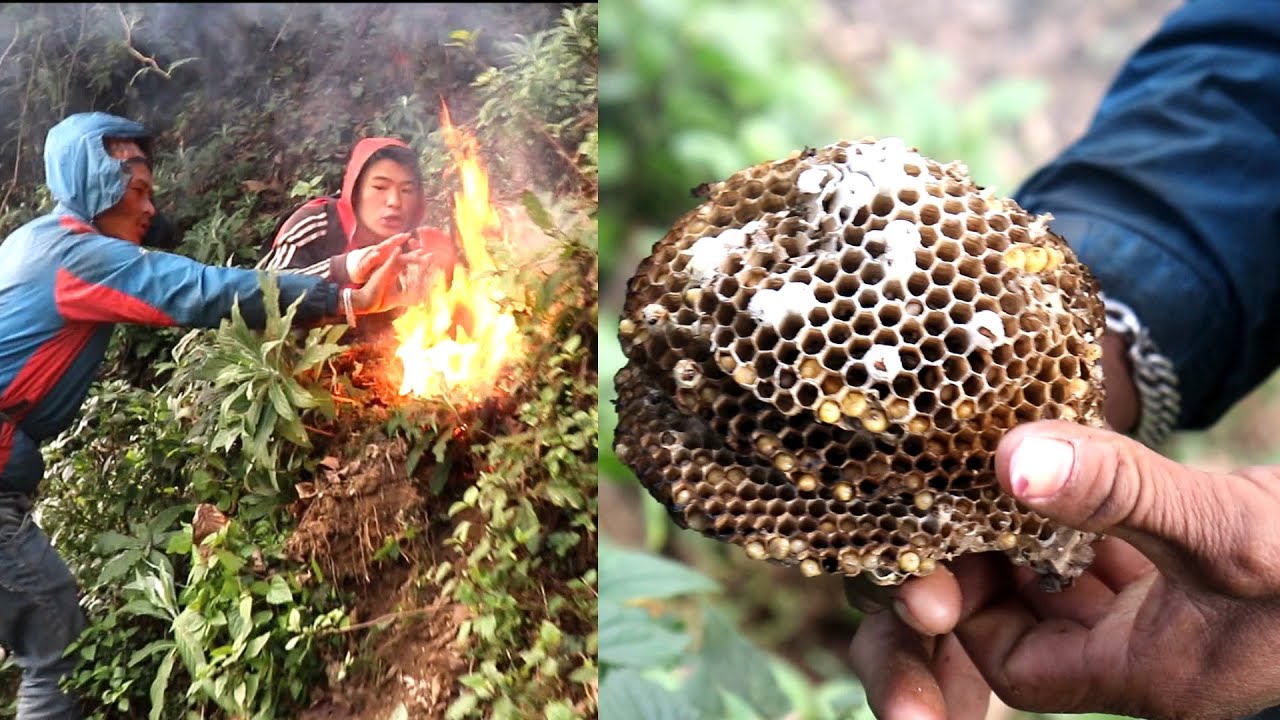 Hornet Wasp hunting in the jungle - YouTube
