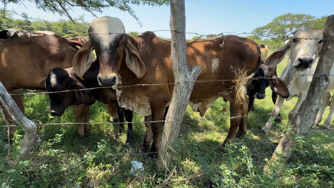 Mira como esta el futuro regero del jefee - YouTube