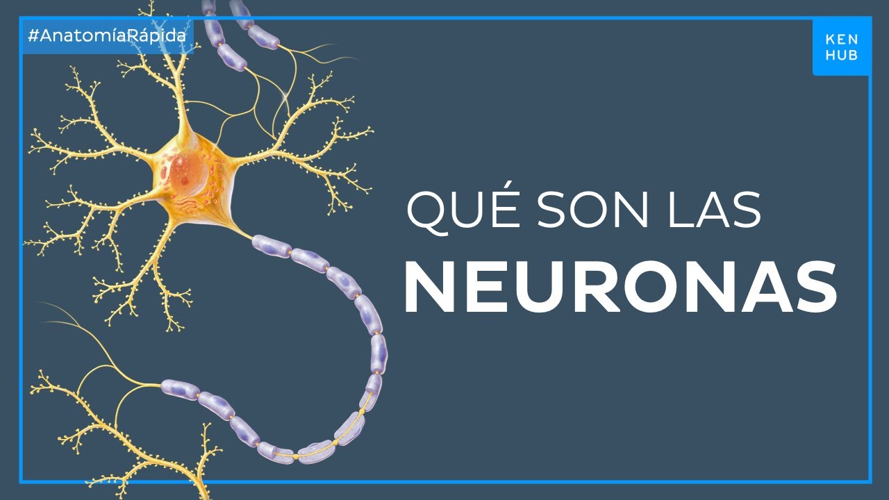 ¿Qué son las neuronas? - Anatomía Fácil | Kenhub - YouTube