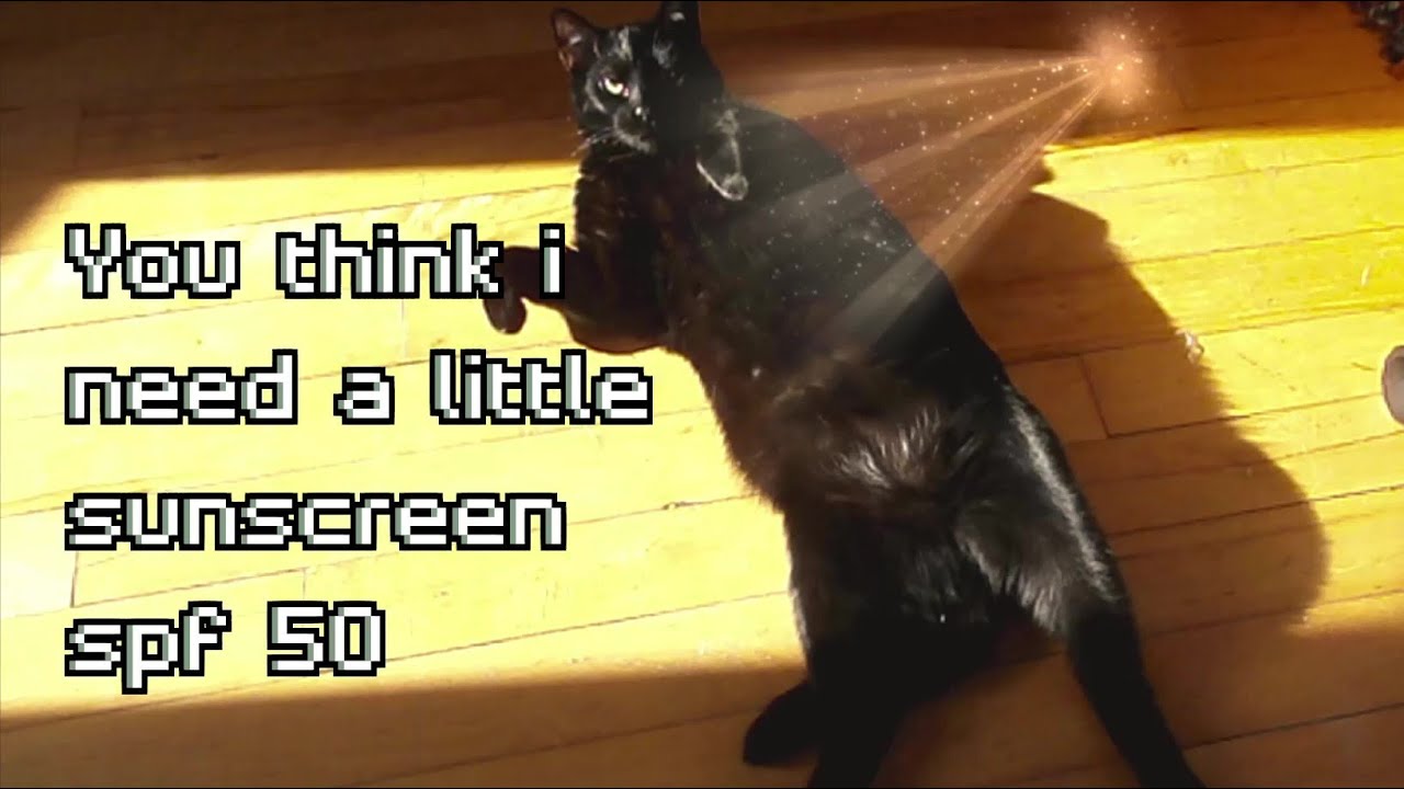 Sunscreen spf 50 #cats #azrael - YouTube