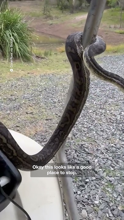 Australian farmer gets surprise of his life when he discovered a python ...