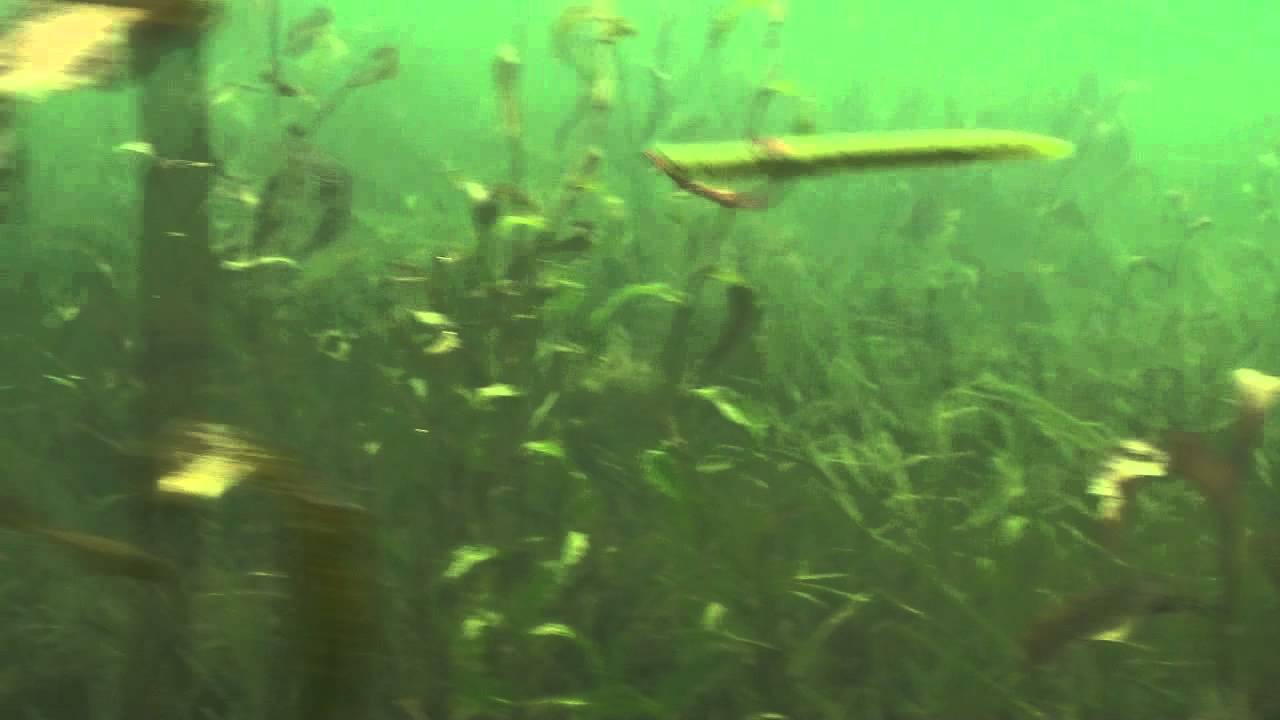 IMPULSE® Dip-Stick Worm - YouTube