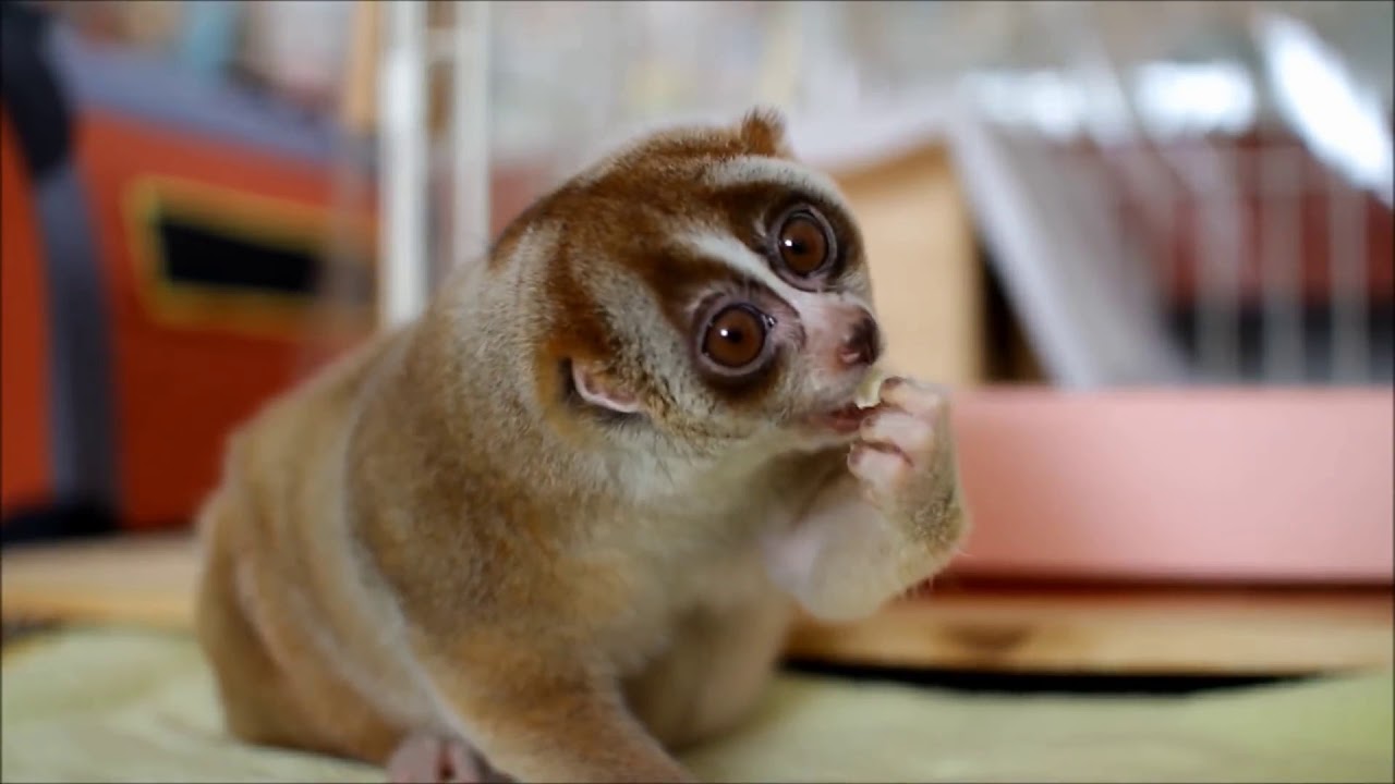 #SLOW LORIS Most Unique Exotic Pets in The World - YouTube
