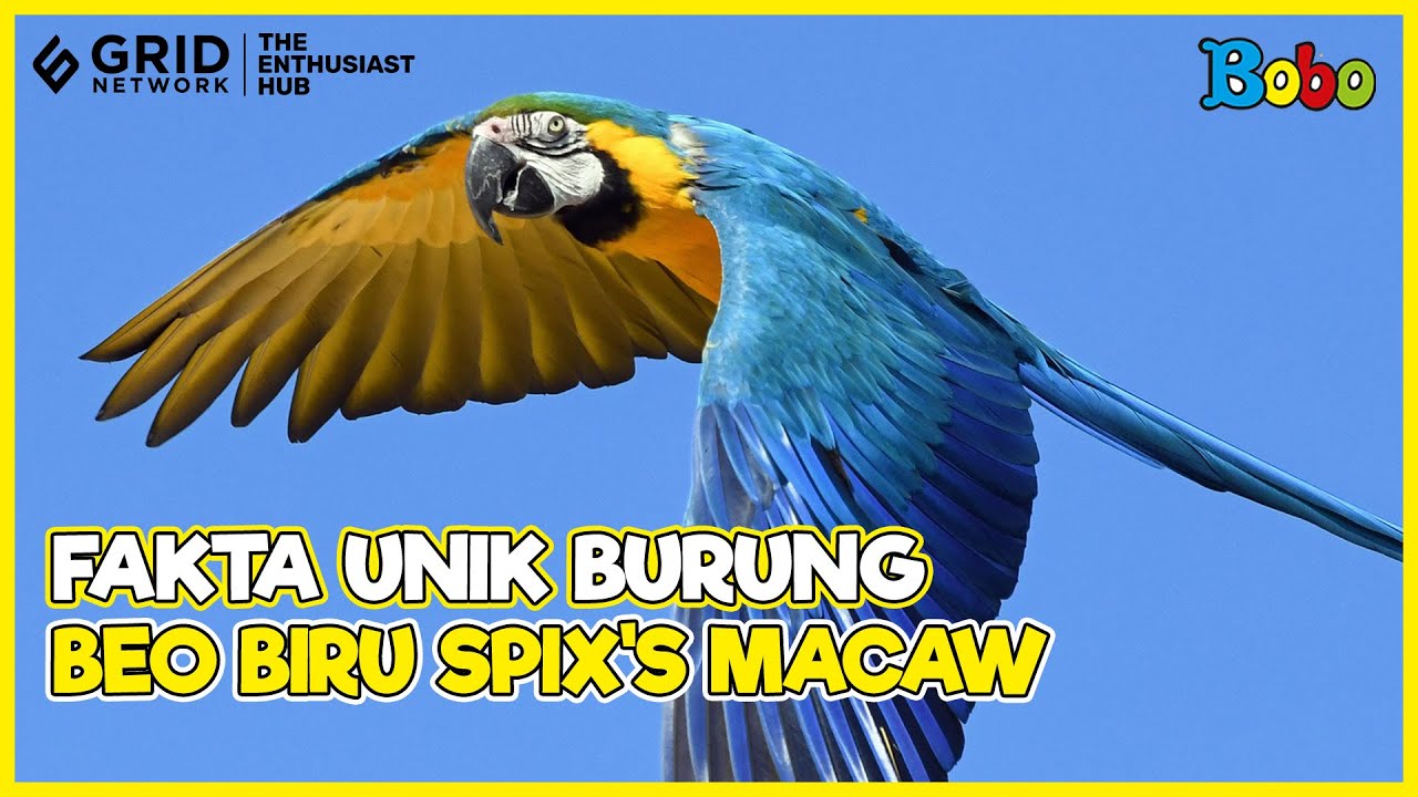 Fakta Unik Beo Spixs Macaw Biru 🦜 Burung Setia yang Sayang Anak - YouTube