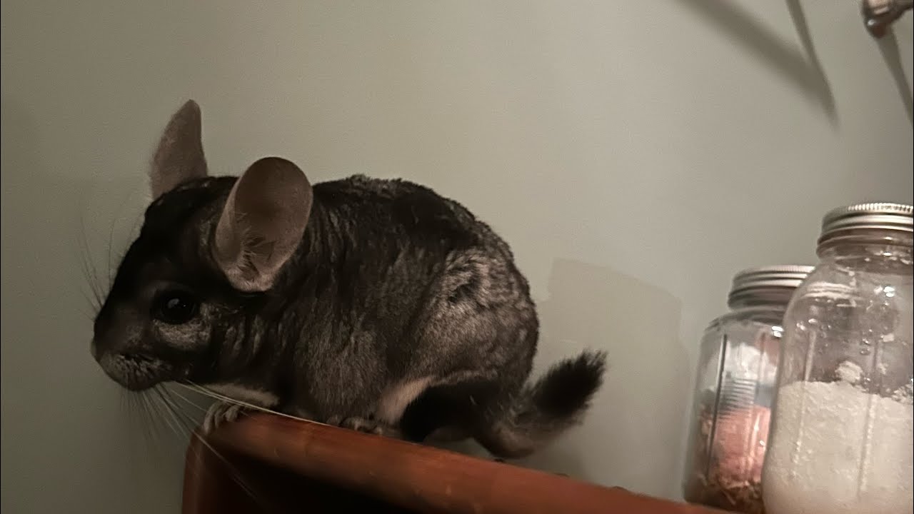 Flosstube #3 Happy Hallowversary To Me!🧡🖤😍🖤🧡 - YouTube