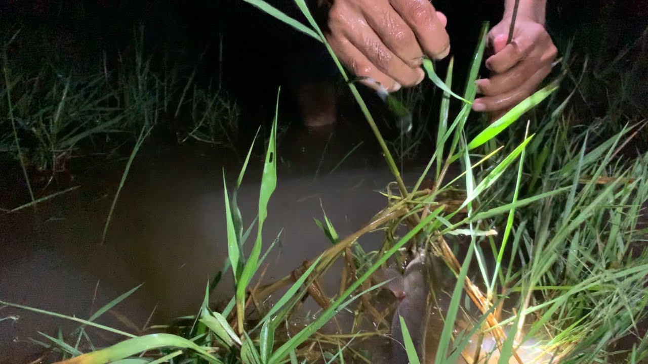 The Best Hook Fishing by Spade Hook-Hook Fishing Technique in the Pond ...