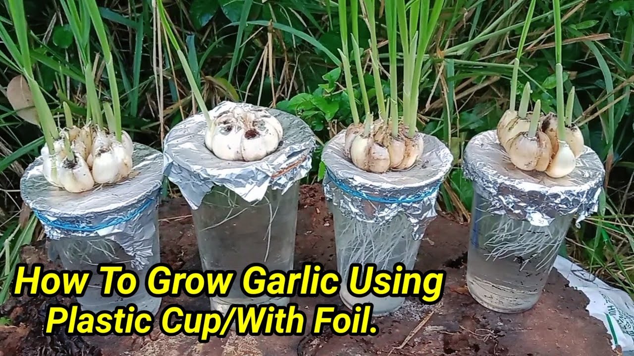 How To Grow Garlic Success technique Using Plastic Cup. - YouTube