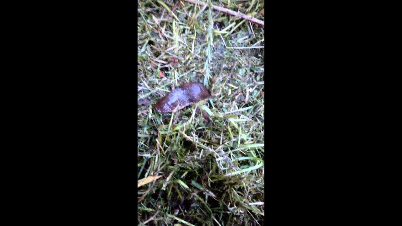 What happens when you put table salt on a slug + Slugs are poisonous to ...