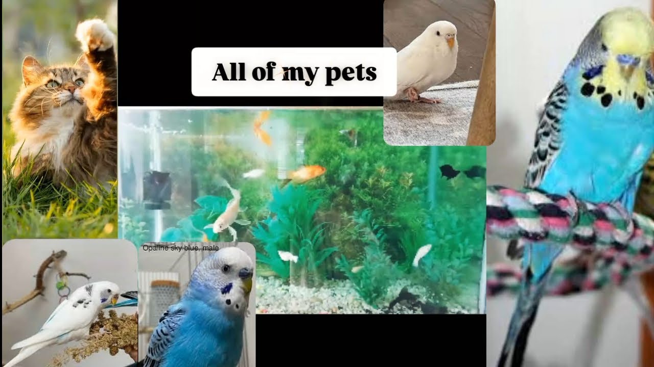 All my pets... #aquarium #aquariumfish #budgies #parakeet #parakeets ...