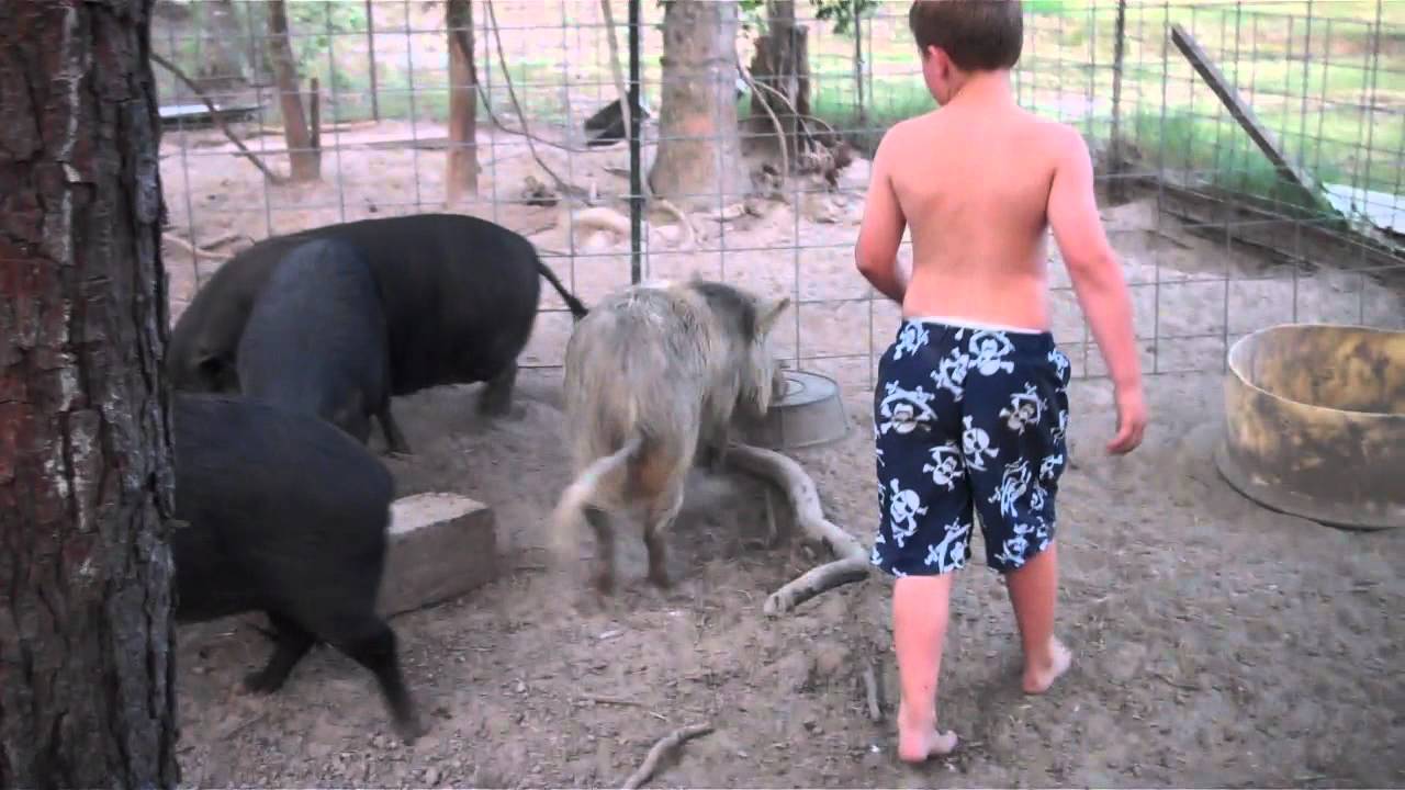 texas pig riding - YouTube