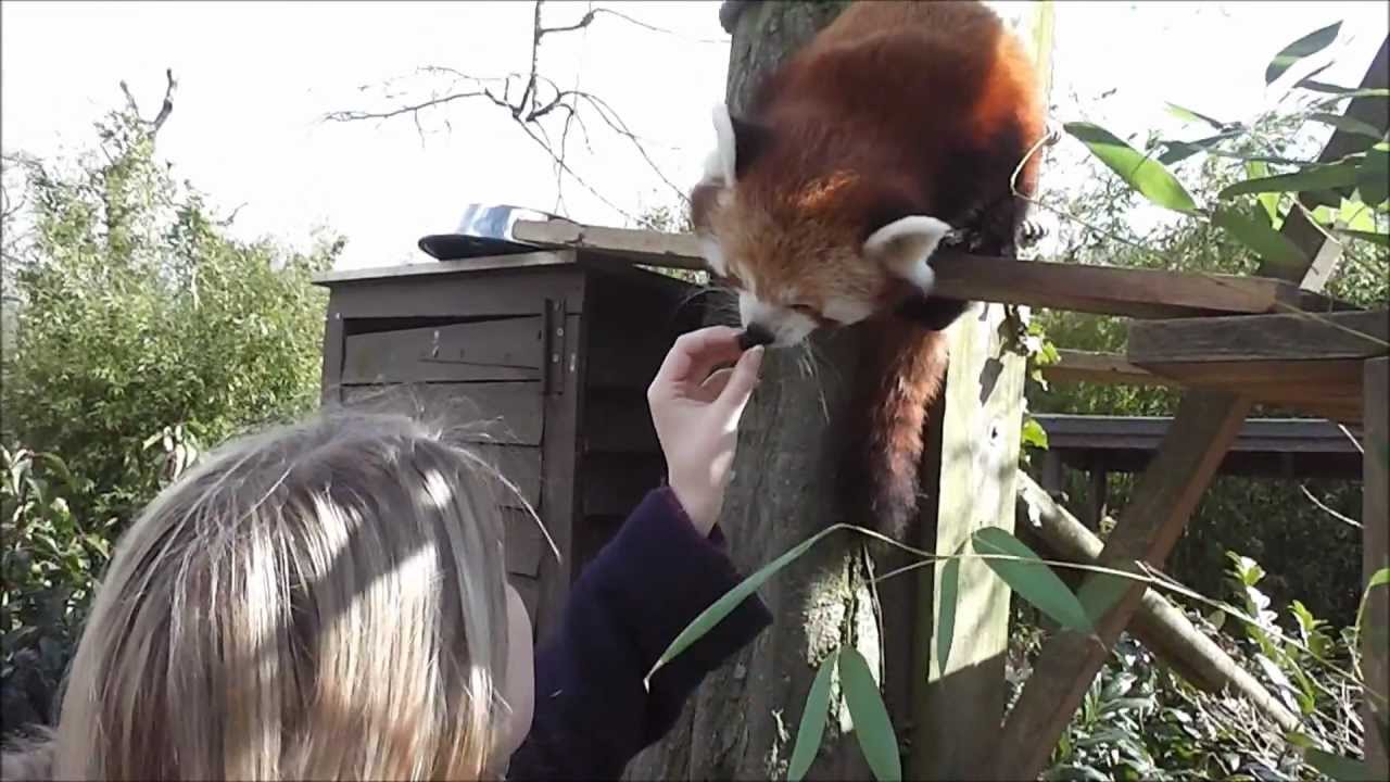 Red Panda Feeding - YouTube