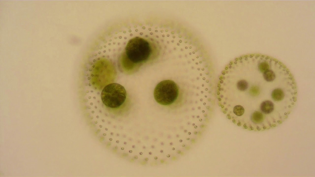Up-Close Plankton Sample Video - YouTube
