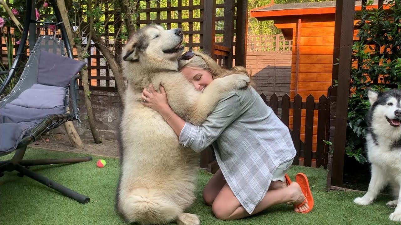 Cuddling My Dogs Too Much And Playing Rough! (Too Cute!!) - YouTube