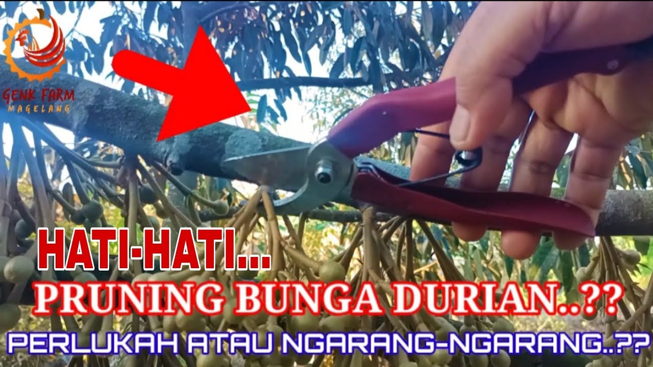 PRUNING BUNGA DURIAN. PENTING ATAU NGARANG-NGARANG?? - YouTube