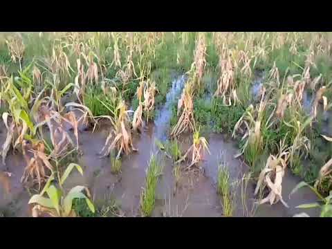 Running at loss: thousands of maize farm destroyed due to excessive ...