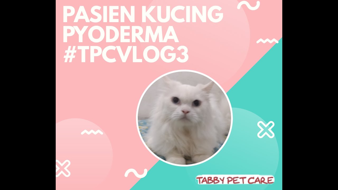 Pasien Kucing Pyoderma #TPCVLOG3 - YouTube