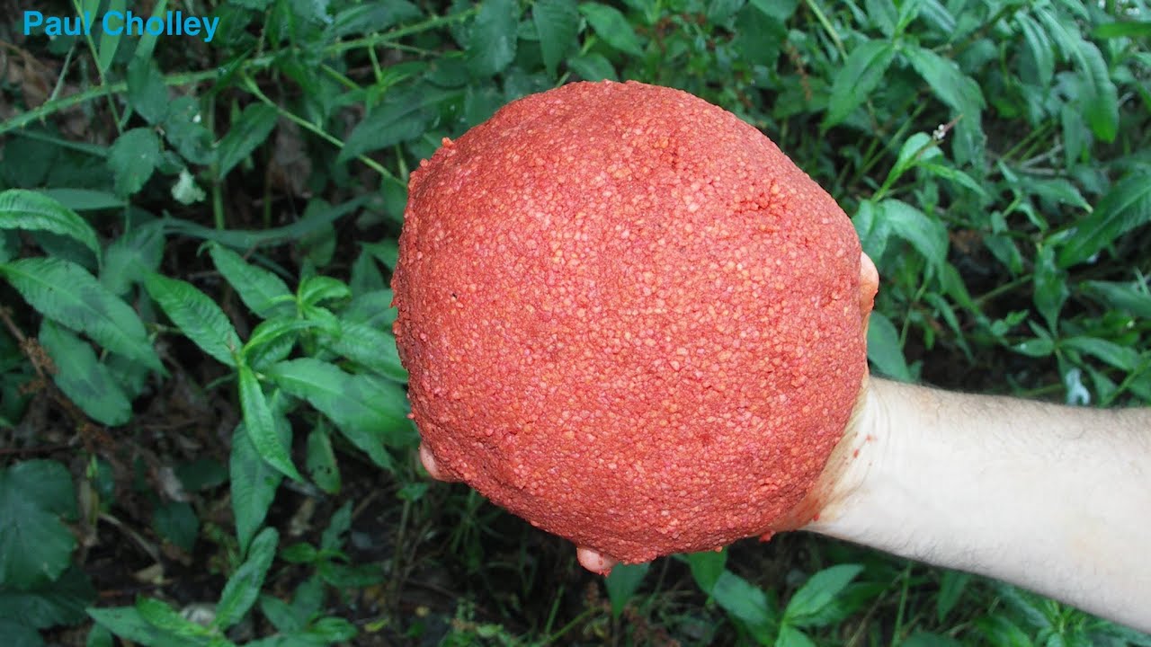 The semolina boost for carp fishing (16/9 4K Version in English) - YouTube