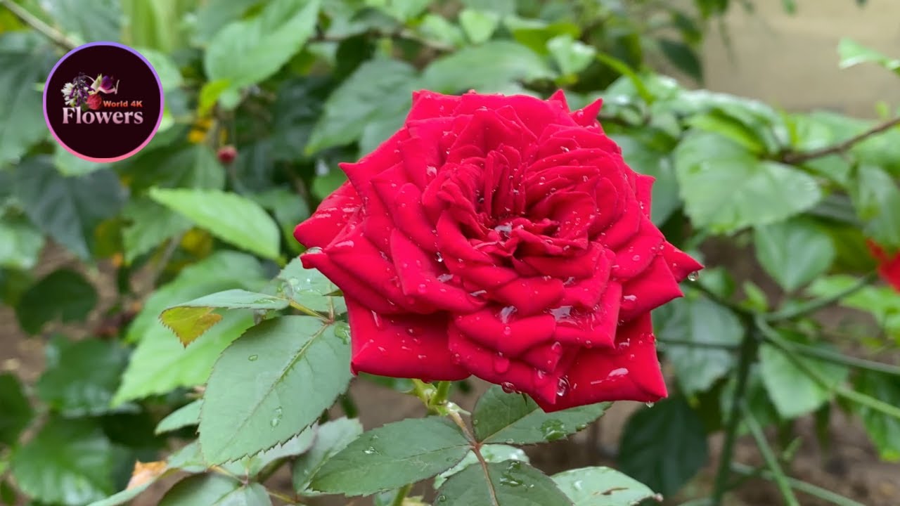 4K Flower Video: Red rose blowing in the wind with rain drops - Free ...