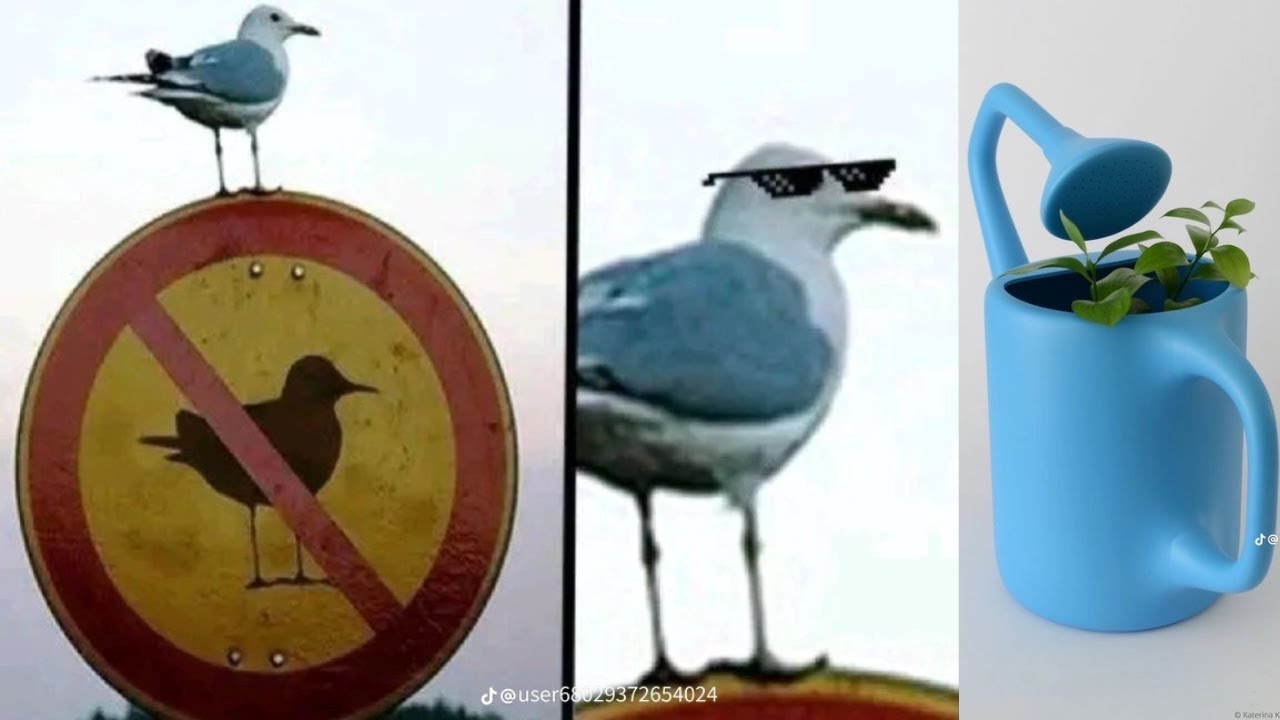 Funny Memes To Caption. COMPILATION 19 | Try not to Laugh - YouTube