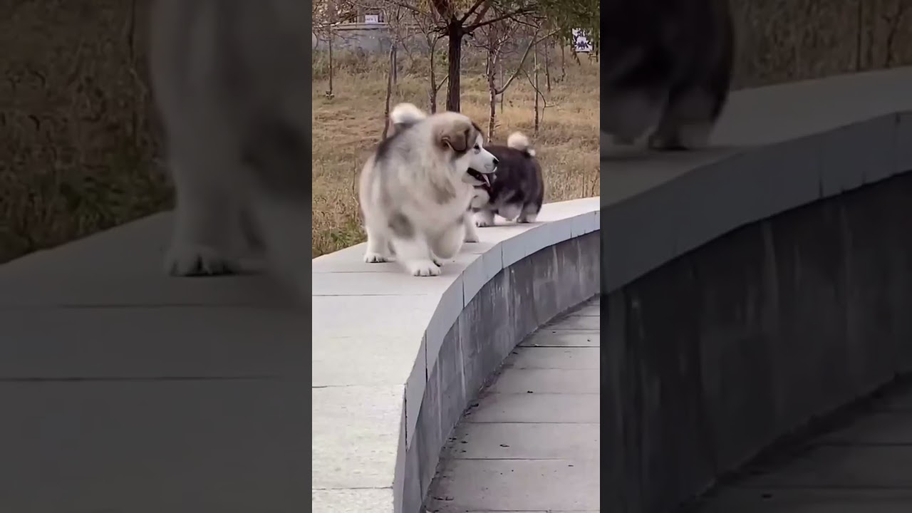 Cute puppies falling over #shorts - YouTube