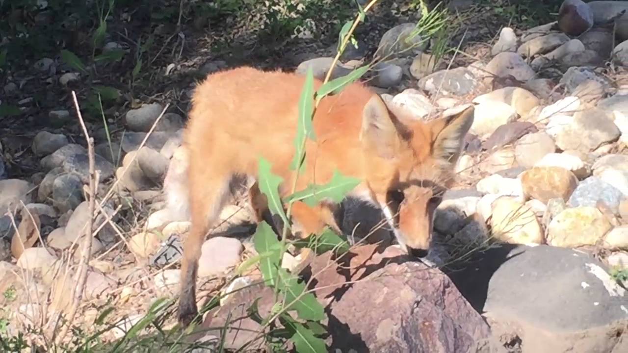 Fox catches mouse - YouTube