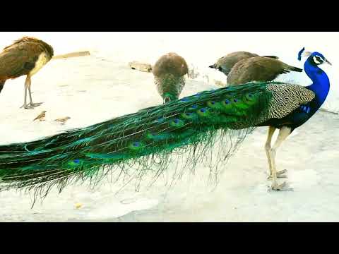 Beautiful Mor Pakhi with Beautiful feathers - YouTube