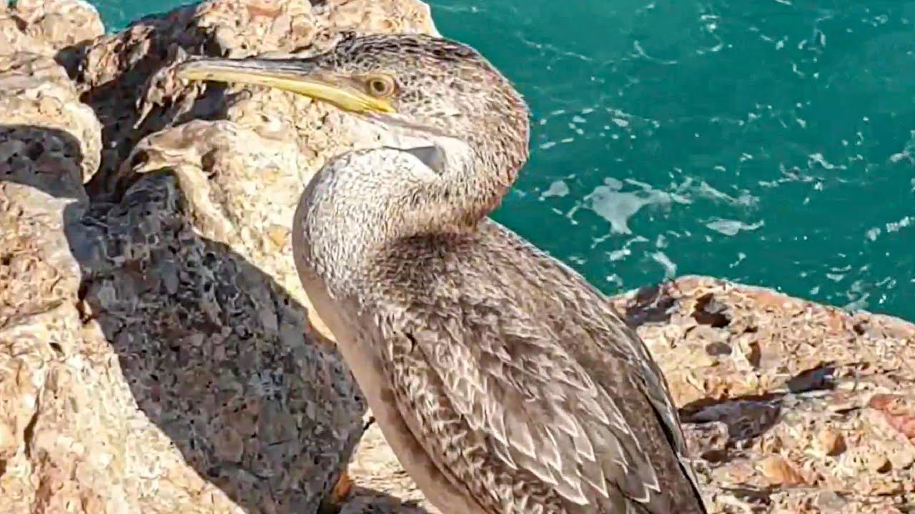 Pato buzo (Cormorán) en Águilas, Murcia - YouTube
