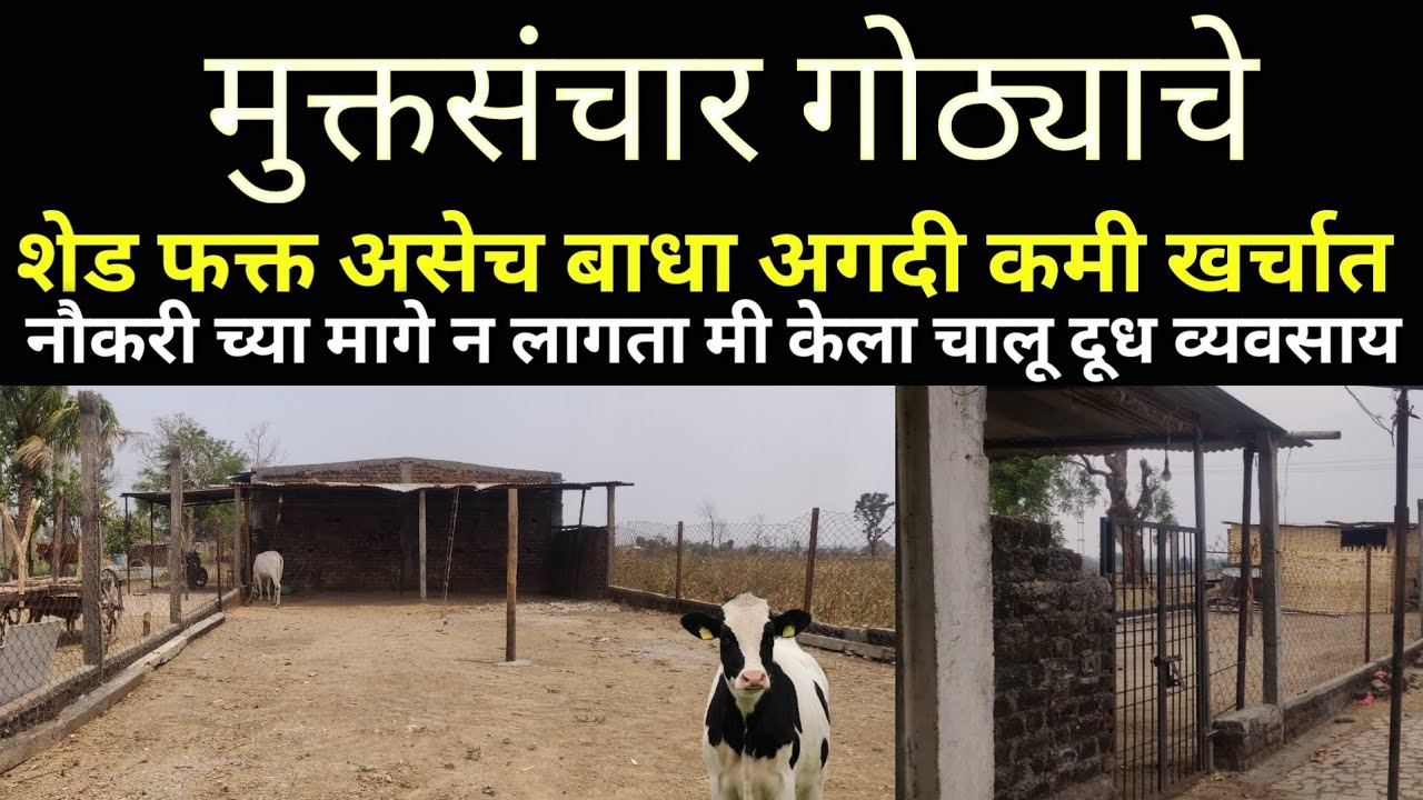 मुक्तसंचार गोठ्याचे शेड असे करा || Free Roaming Cows | Mukt Gotha ...