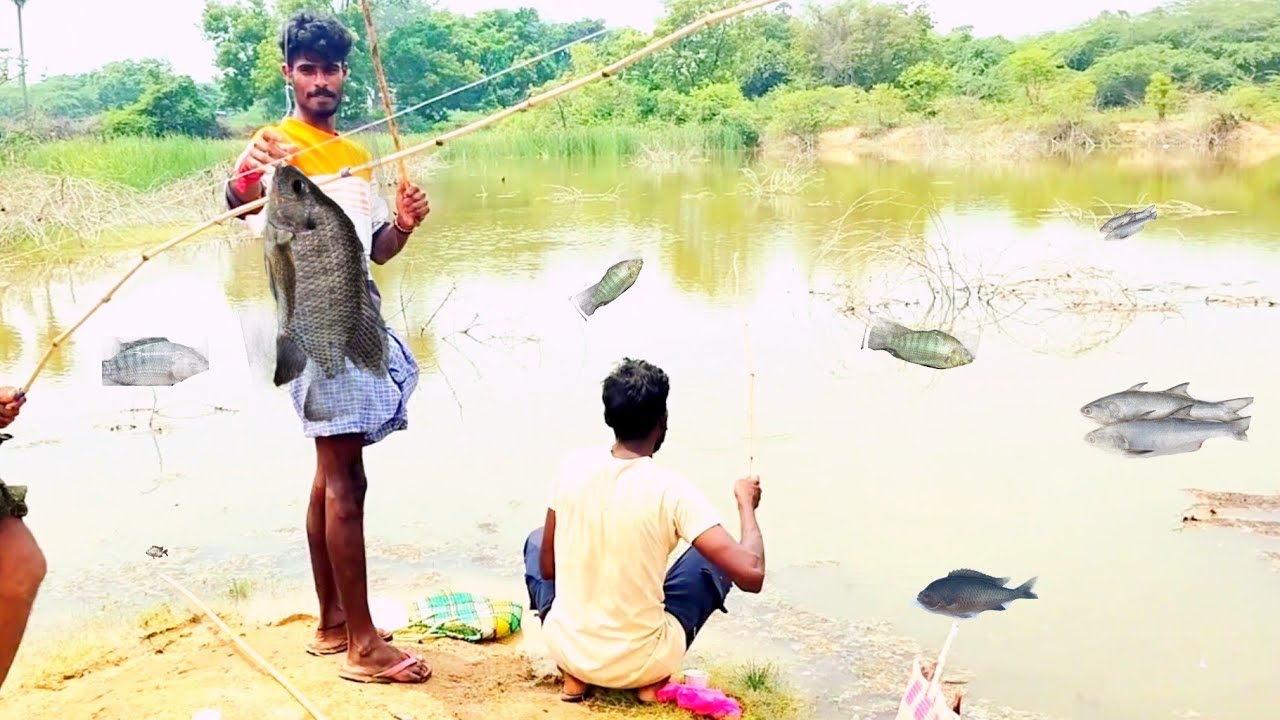 Thoondil Fishing ஜிலேபி மீன் Jalebi fish catching & at River..! # ...