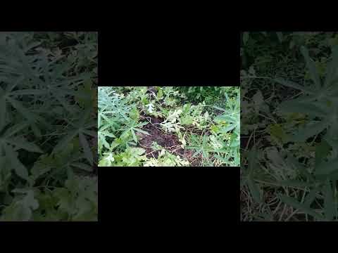 MALING PANEN SEMANGKA (MALING NGENTI ORANG JAGA SEMANGKA)