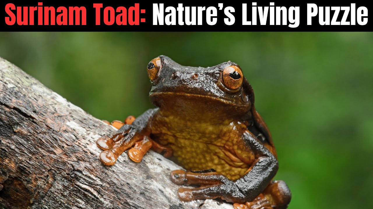 Surinam Toad - Nature’s Living Puzzle - YouTube