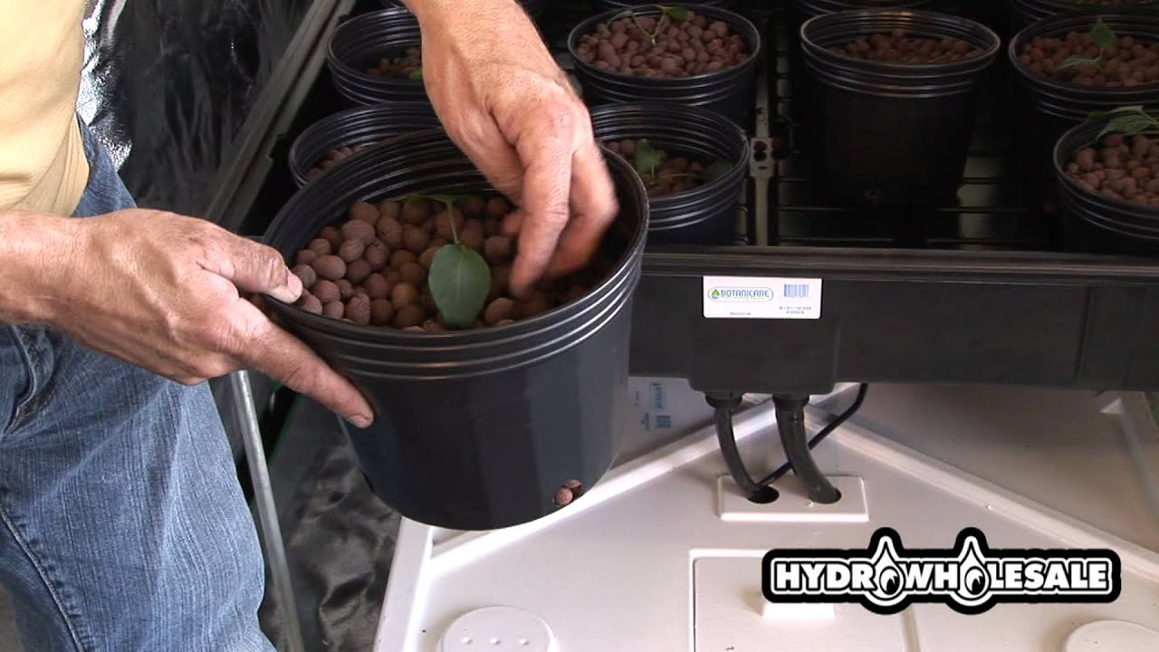 Using Viastone Clay Grow Rocks as Hydroponic Growing Media - YouTube