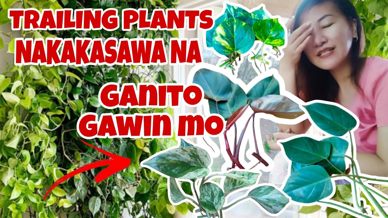 SAWA NA SA TRAILING PLANTS? ITO ANG GAWIN MO - YouTube