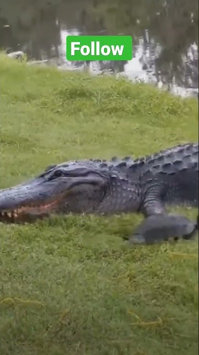 Alligator trying to eat turtle - YouTube