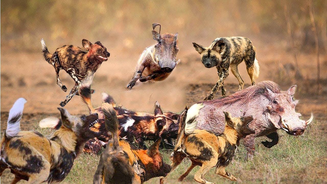 The Wild Dogs Set Up An Ambush To Deceive The Warthog Into A Trap, And ...