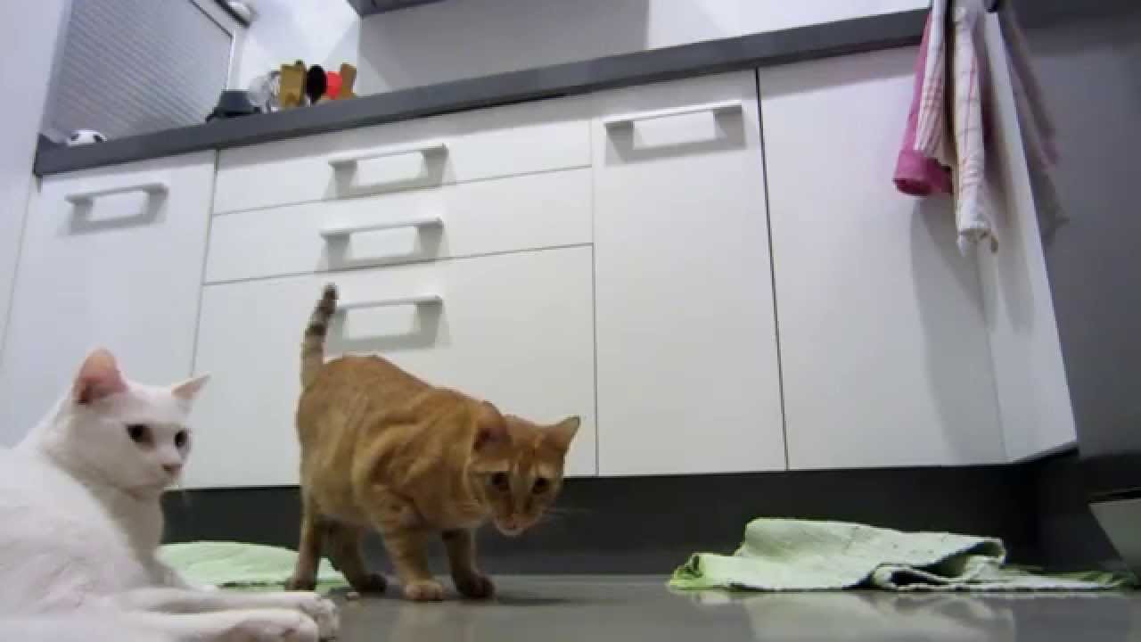 El Gato Pancho se sube por las Paredes - YouTube