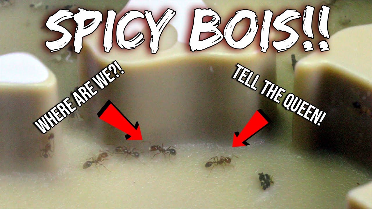 HILARIOUS FIRE ANT REACTION TO A NEW ANT FARM - YouTube
