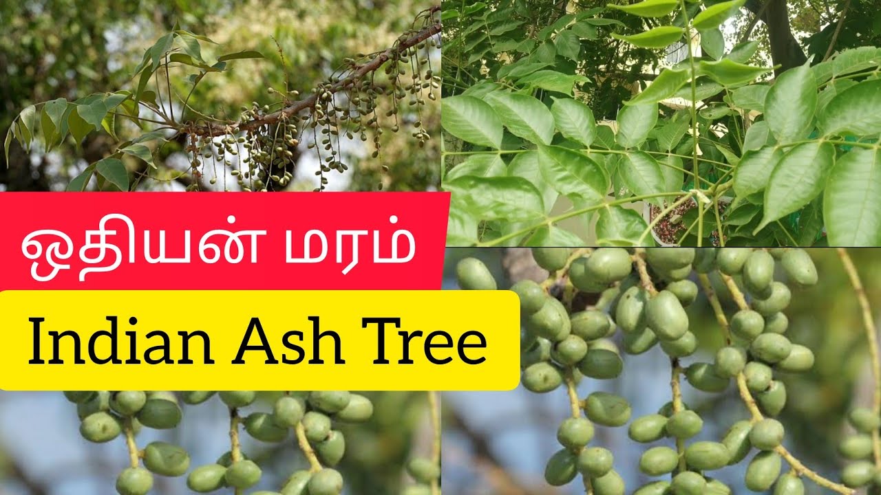 Indian Ash Tree||ஓதியன் மரம் - YouTube