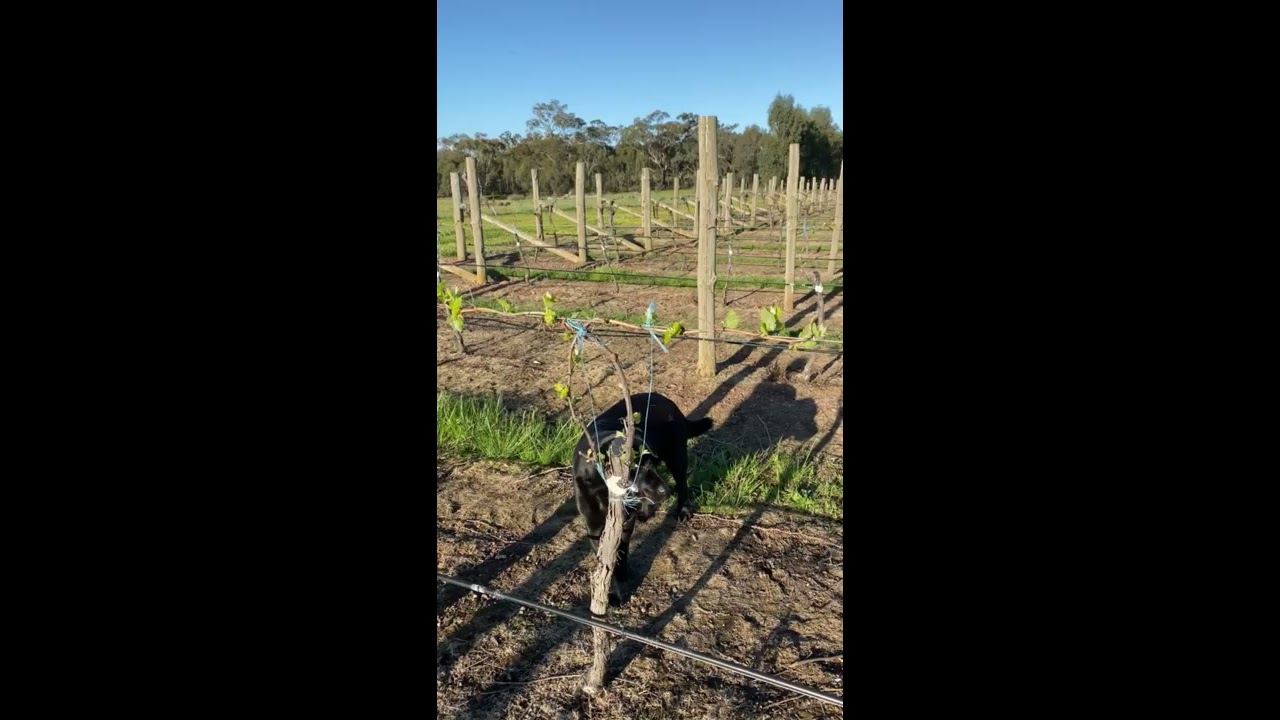 How to: Shoot Select - YouTube