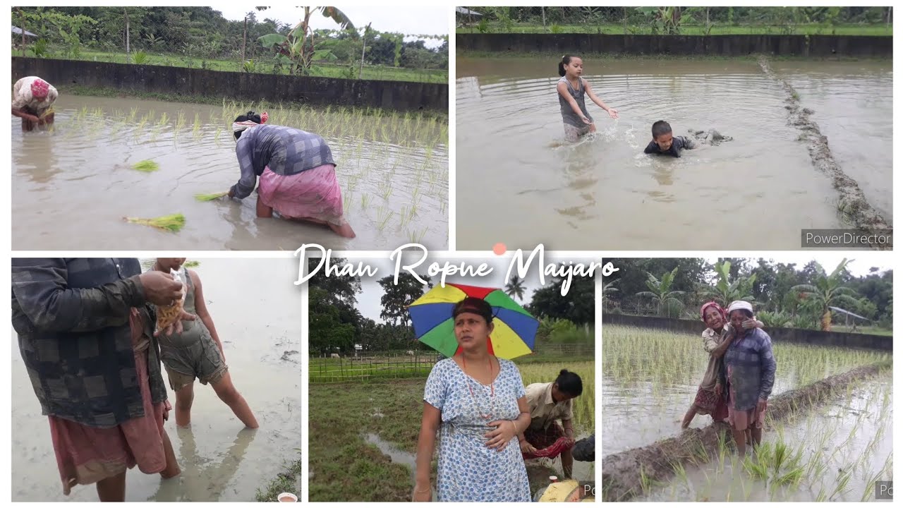 Rice Cultivation In aSsam (Pathalipahar) Dhan Ropne |Maijaro|with my ...