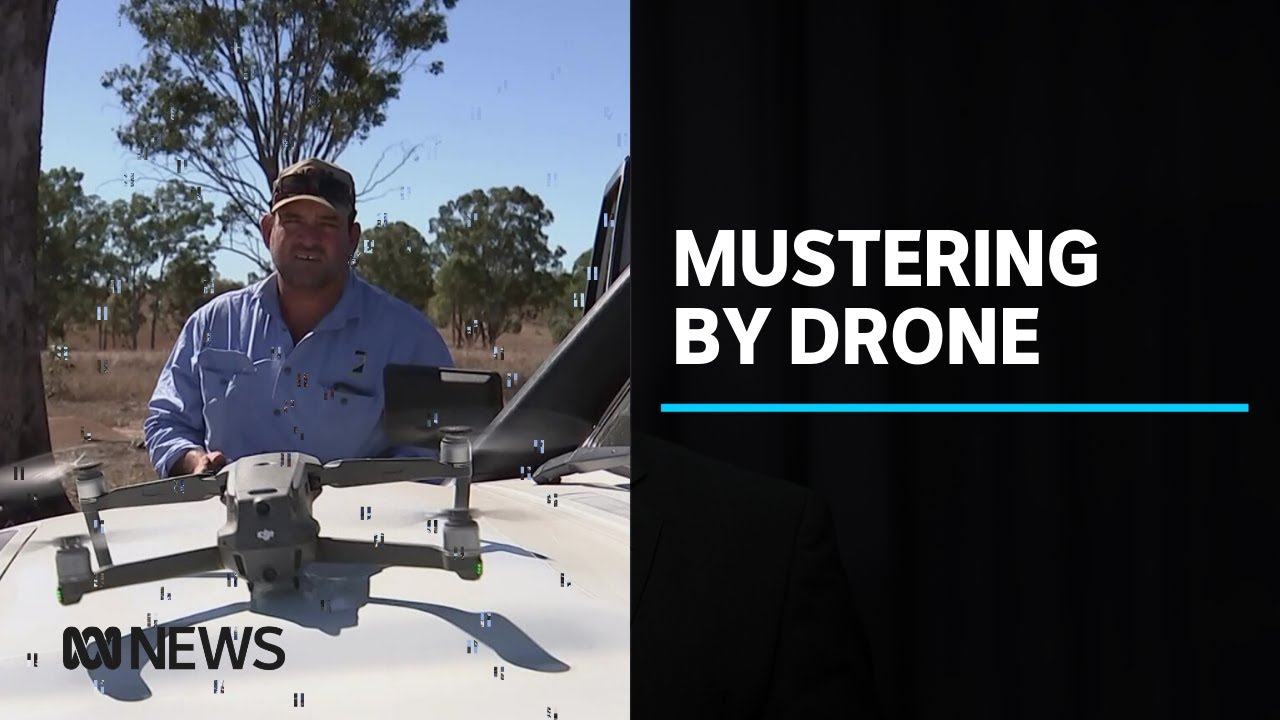 Drones offer safer, more efficient way to muster cattle | ABC News ...