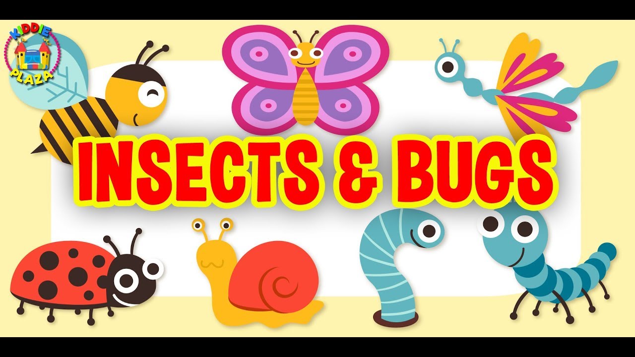 Insects Names : Learn about Insects & Bugs - YouTube