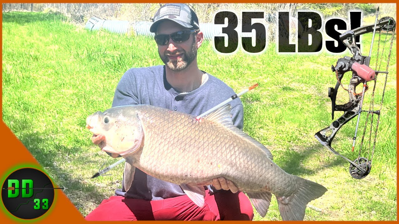 BowFishing My Biggest Buffalo Carp From A Tree Stand! - YouTube