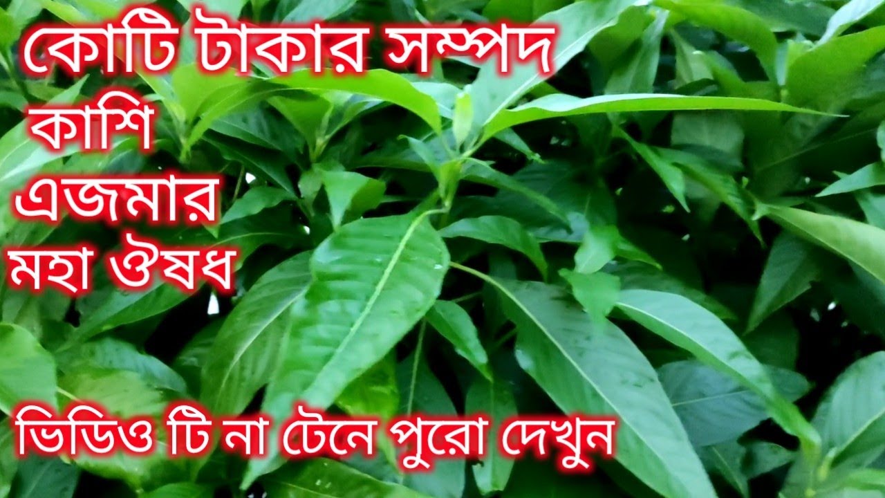 বাসক পাতার উপকারিতা। Natural health benefit of basok pata.কাশি, এজমার ...