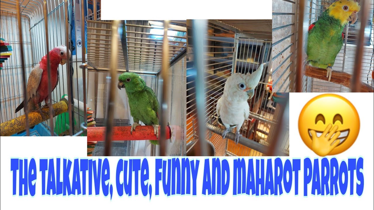 TALKING/TALKATIVE PARROTS - YouTube