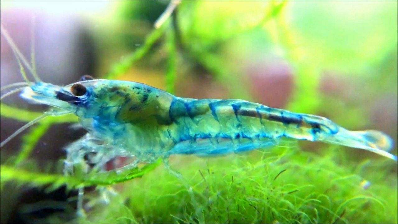 Close-Up!! Bloody Mary Shrimp Mutation (Blue Velvet?) - YouTube