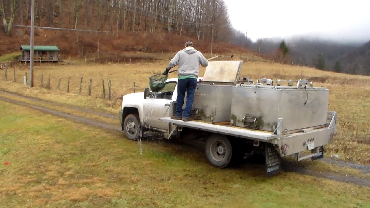 Stocking the trout pond at Canaan Trout Ranch - YouTube