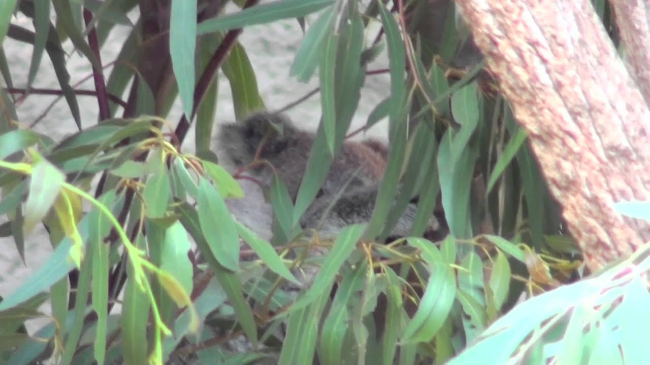 The MOST Active Baby Koala You WILL EVER SEE! - YouTube