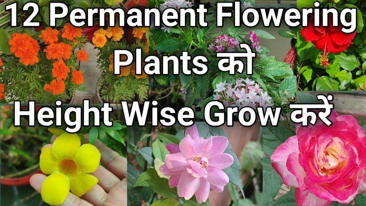 PERMANENT FLOWERING Plants को HEIGHT WISE कैसे GROW करें - YouTube